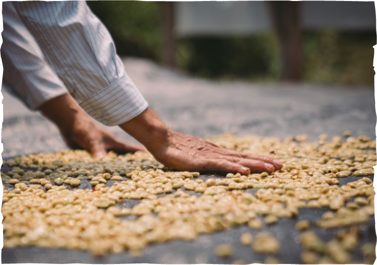 Minimising Footprint | JDE Peet's