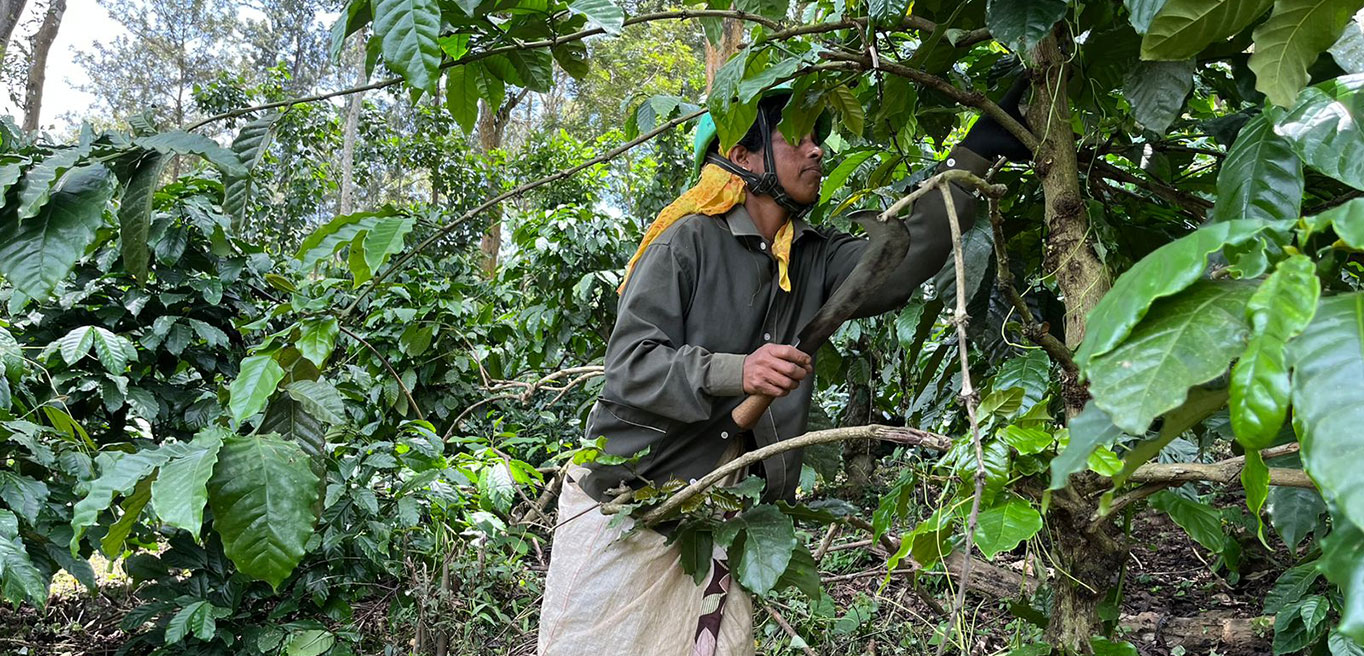 Creating a world where people and nature thrive together | JDE Peet's